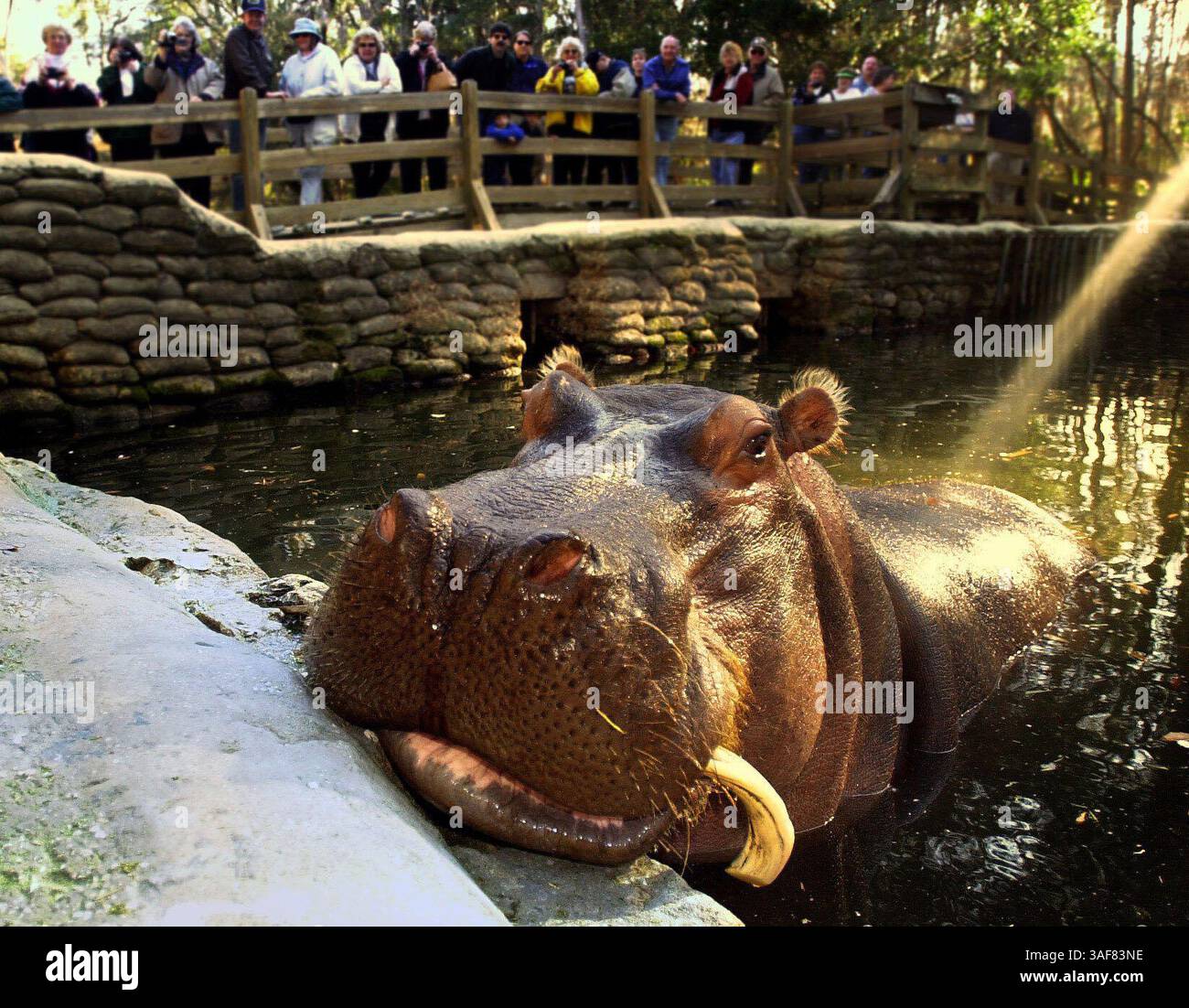 CAPTION: 1/25/2001, Homosassa Springs: Lucifer, the longtime resident ...
