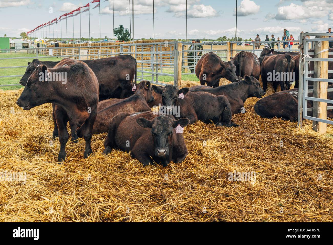 Black Angus calves in the open air Stock Photo - Alamy