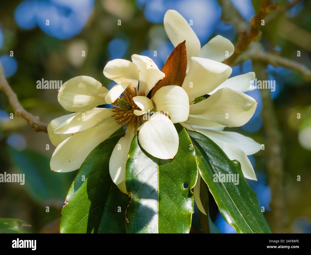 Fragrant creamy white spring flowers of the evergreen Magnolia ...