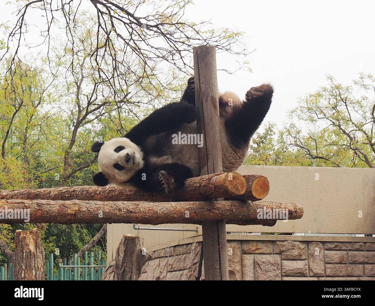 BEIJING, CHINA - APRIL 7, 2025 - A giant panda plays at Beijing Zoo in ...