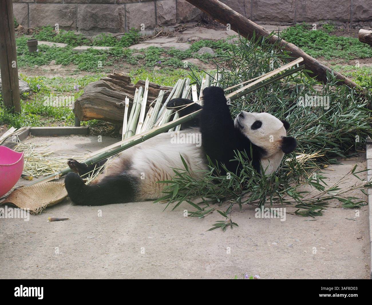 BEIJING, CHINA - APRIL 7, 2025 - A giant panda plays at Beijing Zoo in ...