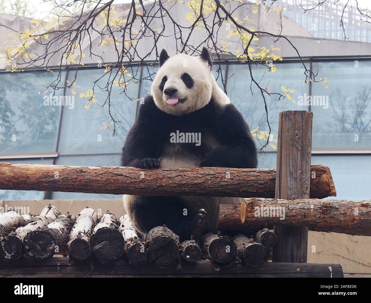 BEIJING, CHINA - APRIL 7, 2025 - A giant panda plays at Beijing Zoo in ...