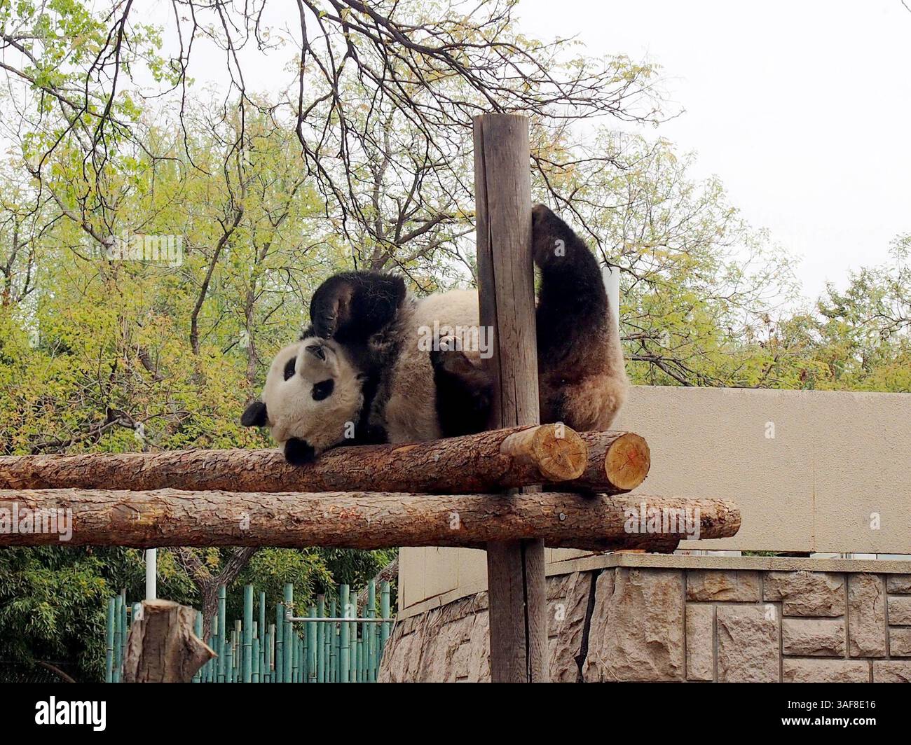 BEIJING, CHINA - APRIL 7, 2025 - A giant panda plays at Beijing Zoo in ...