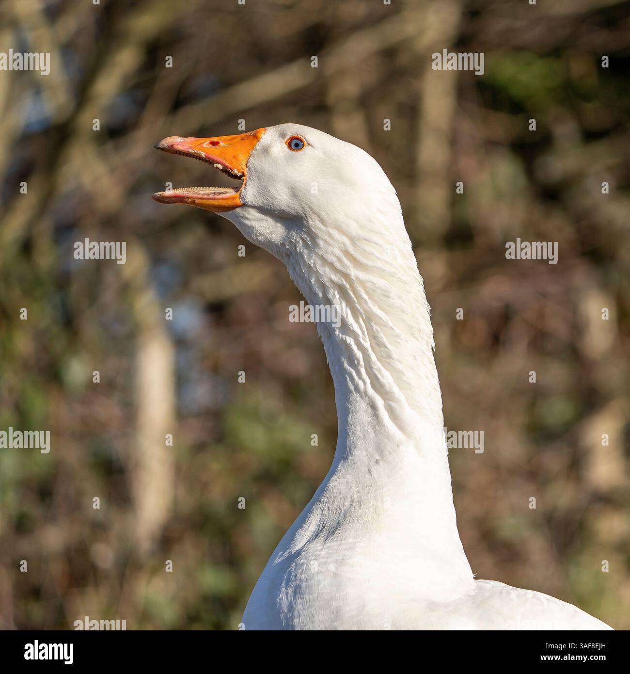Close up side view of a wild, UK white goose, beak open, announcing its ...