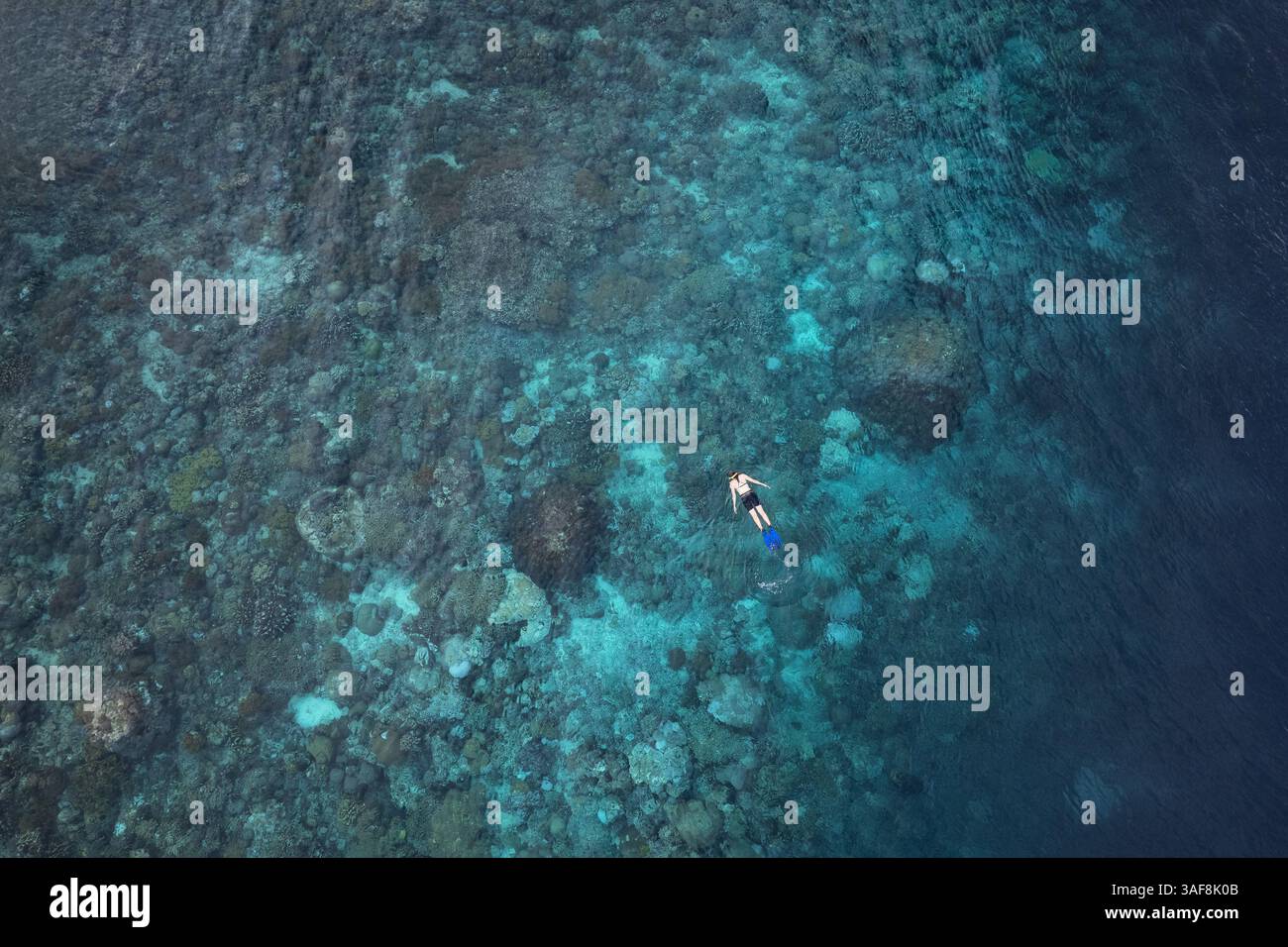 An aerial view snorkeler swimming over the coral reef in a turquoise ...