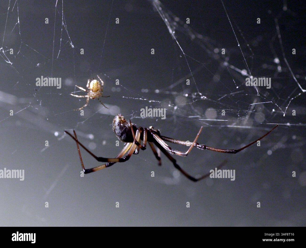 SP 146127 - - DELIVER TO: Metro - - 9/3/2002 - - CAPTION INFO: Two ...