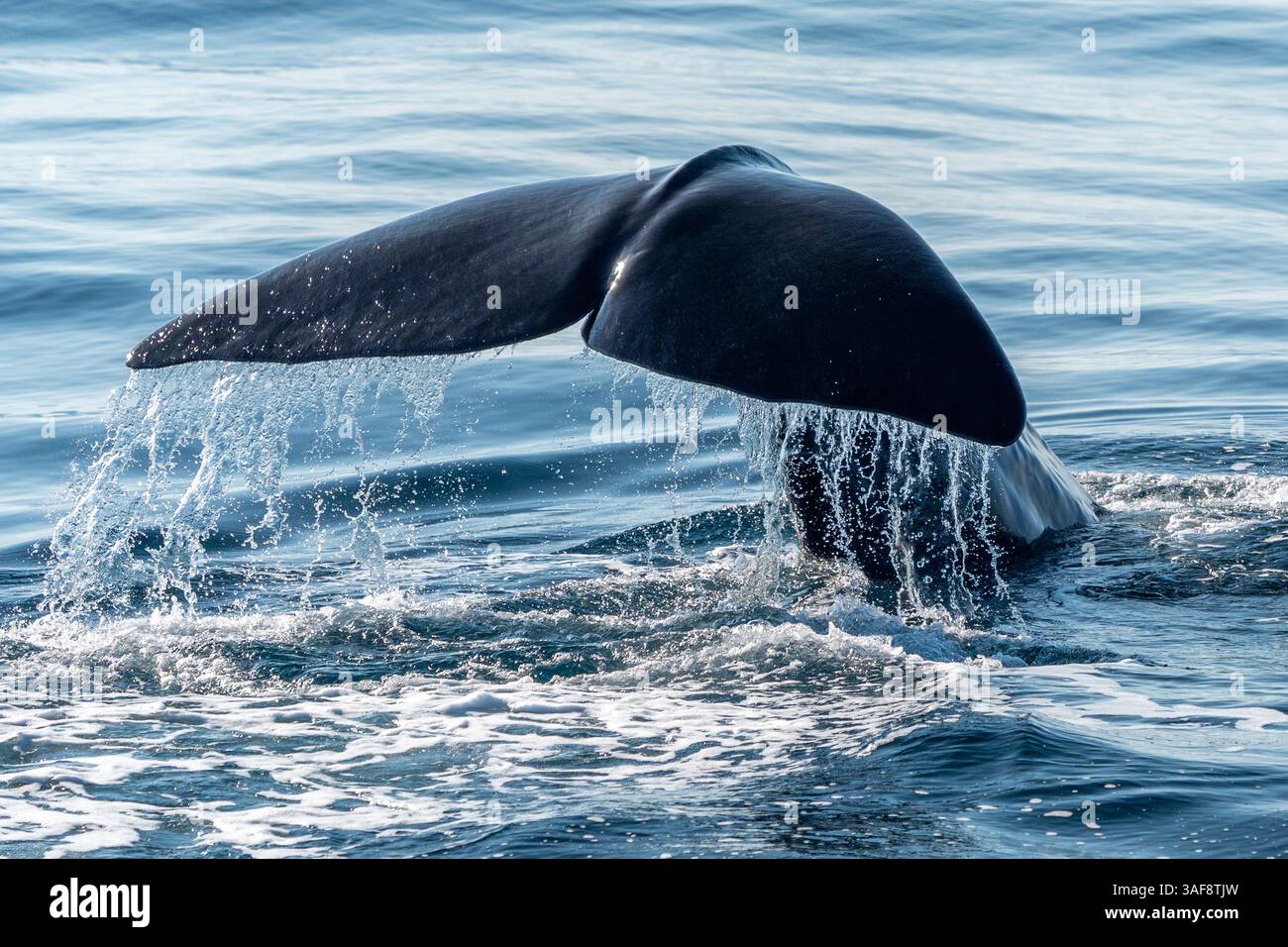 A Physeter macrocephalus spermwhale in mediterranean sea Stock Photo ...