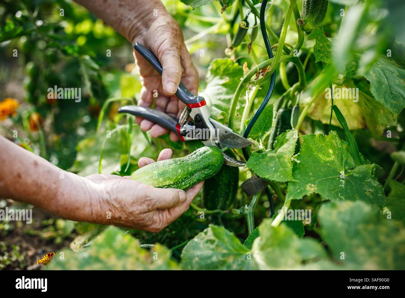 Cucumber harvest. Farmer hands picking cucumbers with pruning shears in ...