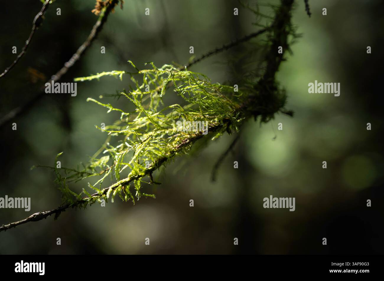 Photo biont hi-res stock photography and images - Alamy