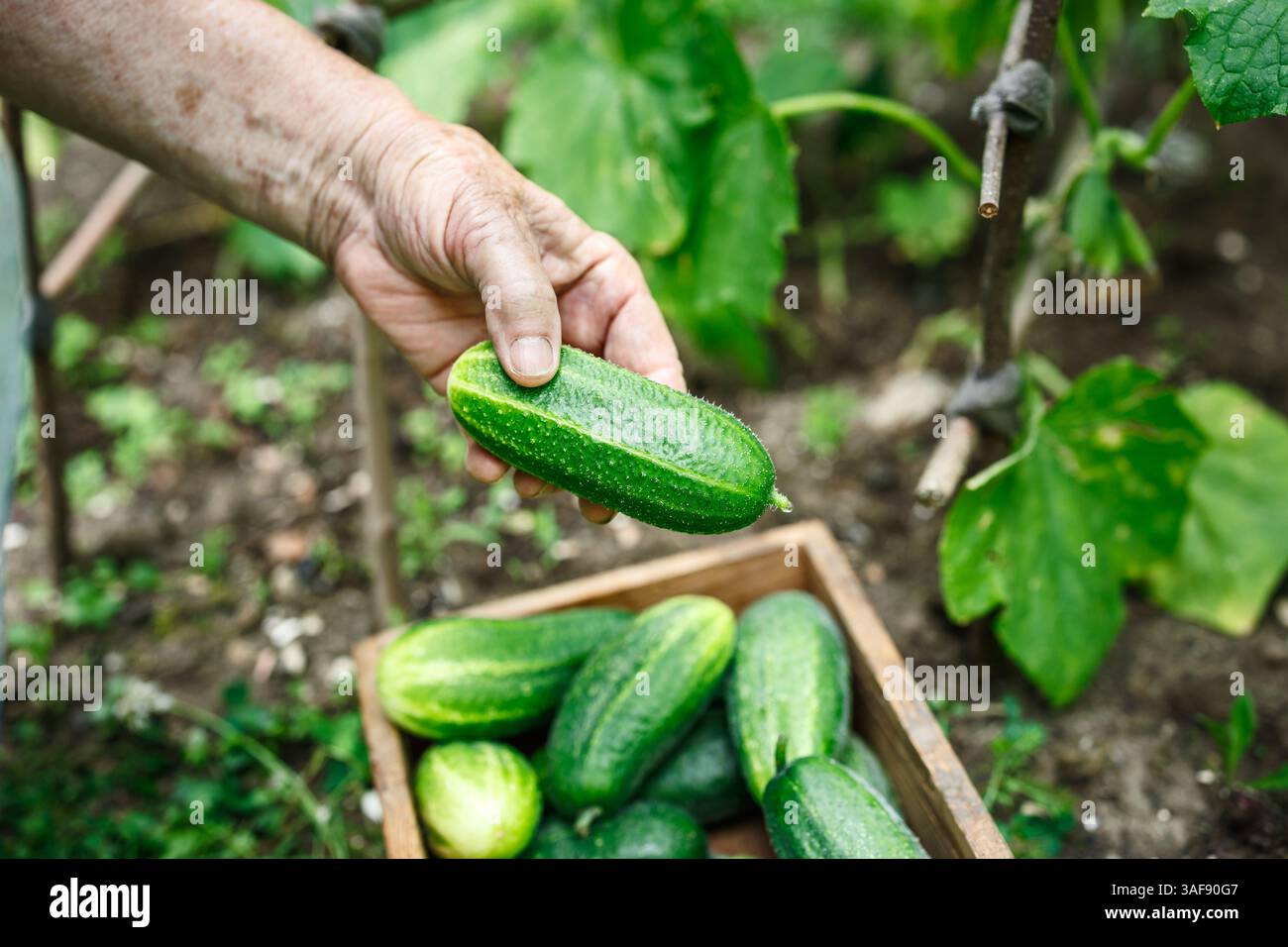Hand picking fresh cucumbers from organic garden. Vegetable harvest ...