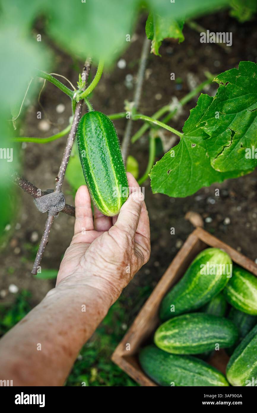 Hand picking fresh cucumber from plant in organic garden. Harvesting ...