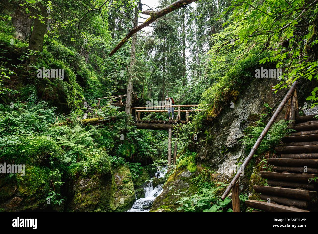 Hike in scenic nature. Woman hiking along mountain stream in forest ...