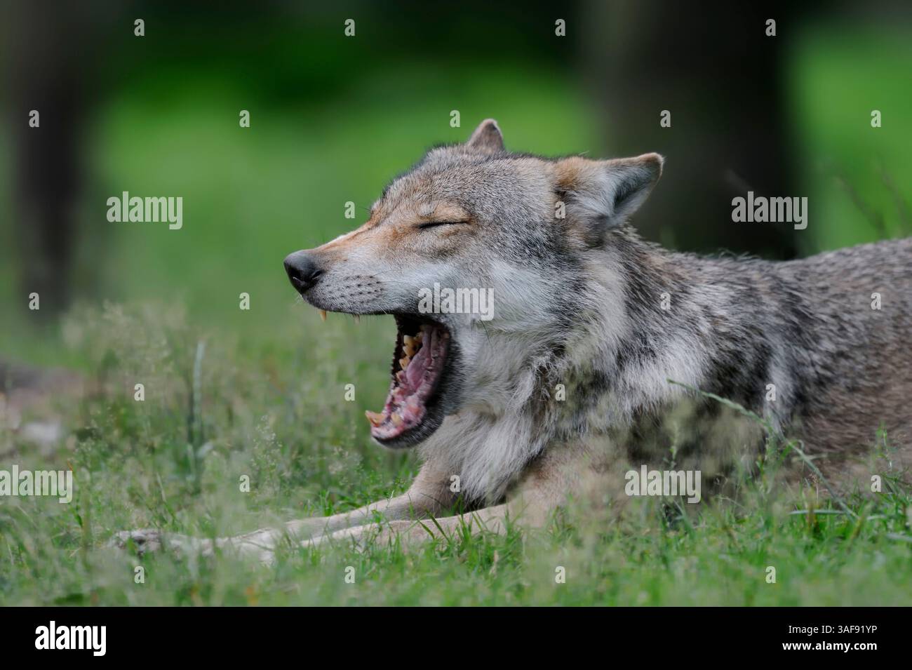 Eurasian Wolf, Gray Wolf or Grey Wolf (Canis lupus lupus) | Eurasischer ...