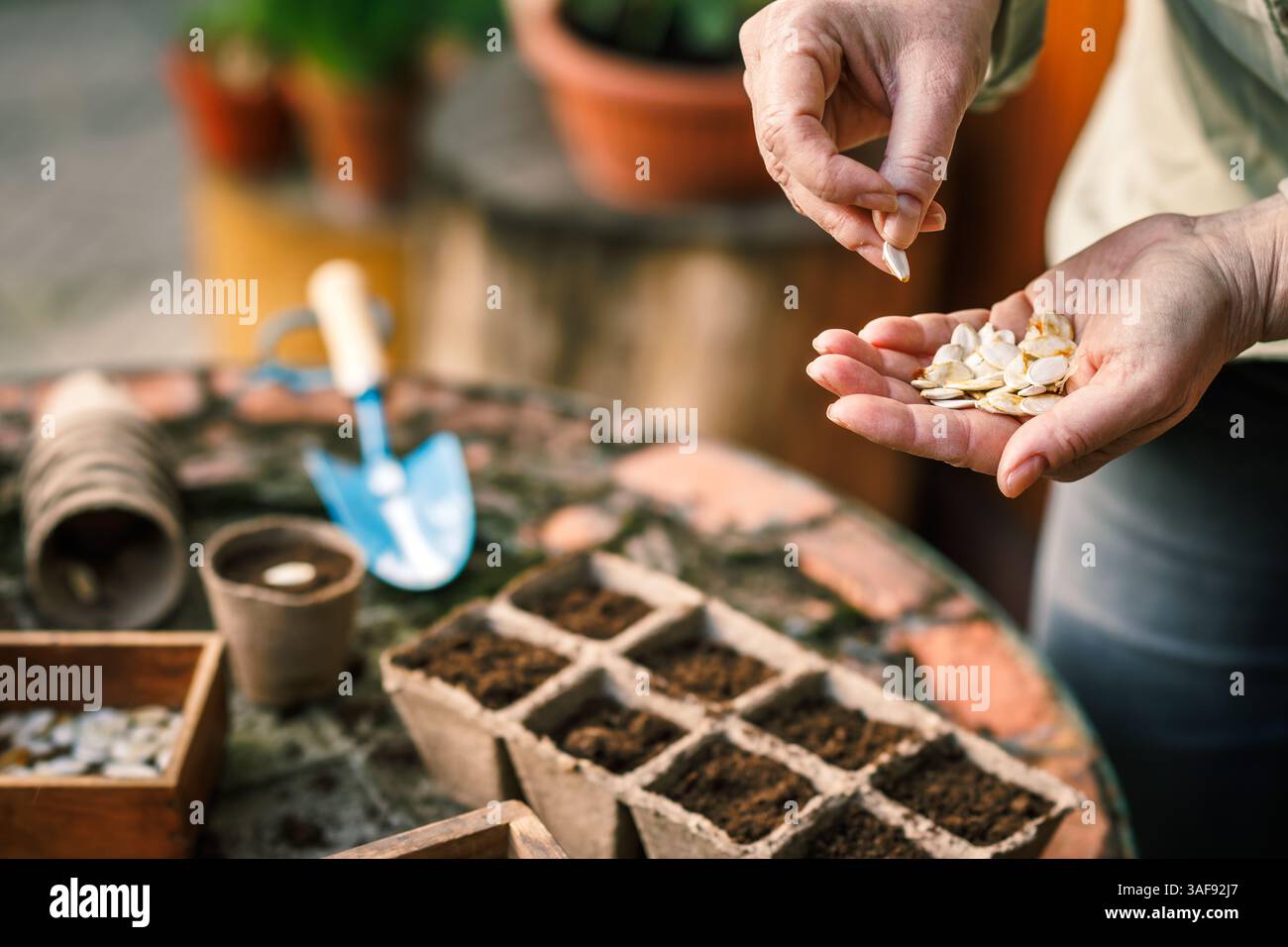 Woman sowing pumpkin seeds hi-res stock photography and images - Alamy
