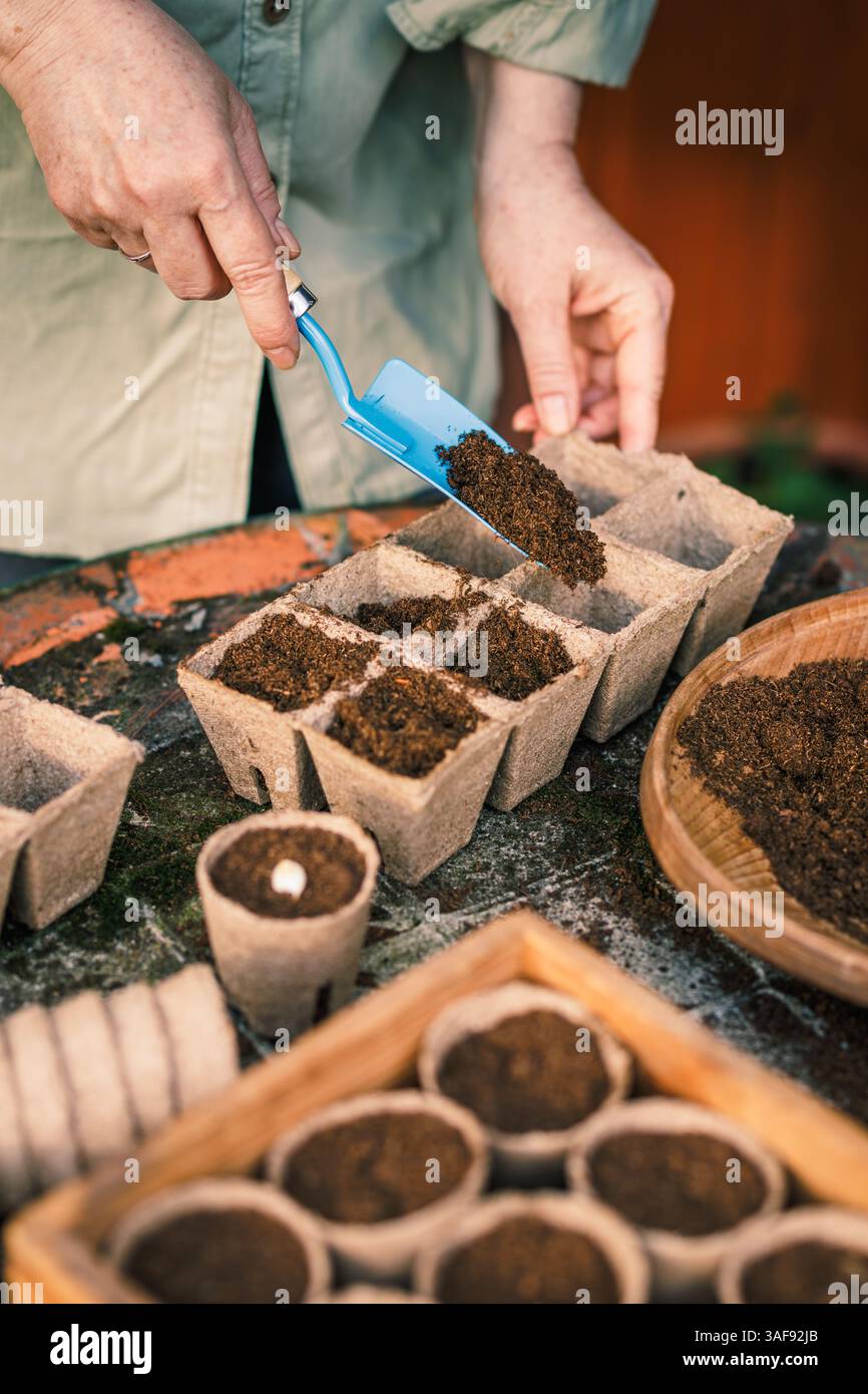 Gardener putting peat and compost into biodegradable paper seedling ...
