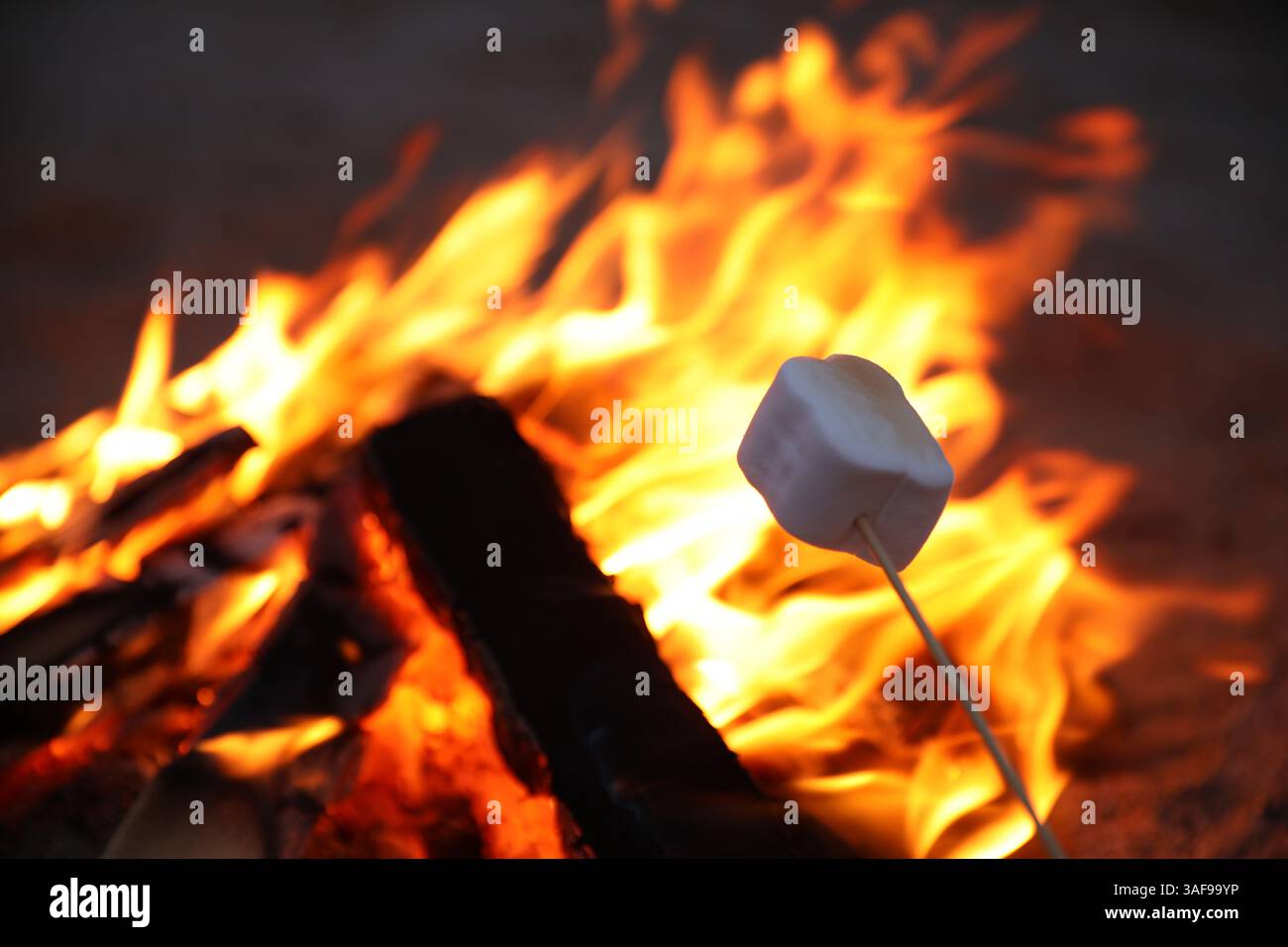 Roasting marshmallow over burning firewood on beach, closeup Stock ...