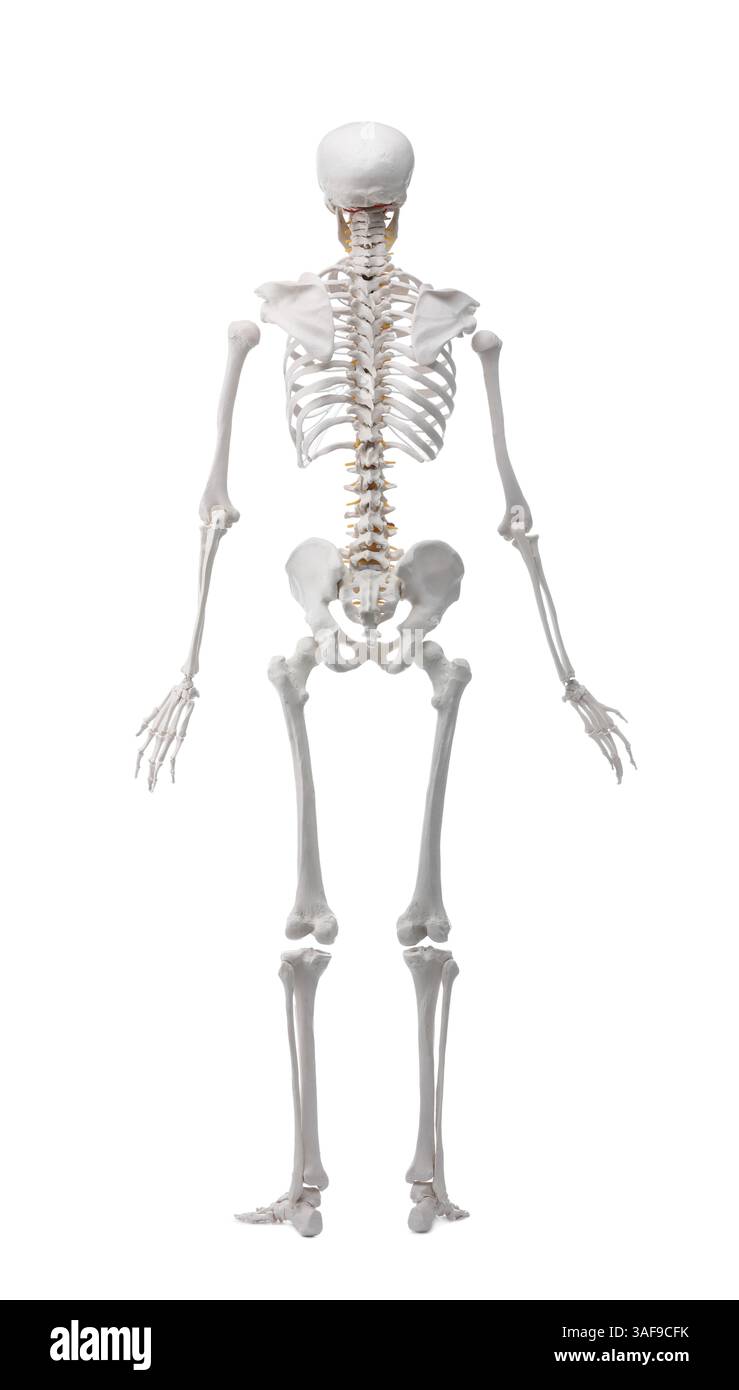 Artificial human skeleton model isolated on white Stock Photo - Alamy