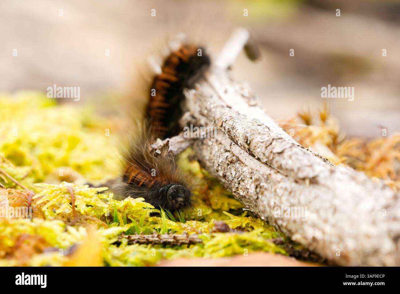 Macrothylacia rubi, the fox moth caterpillar crawling in the moss in ...