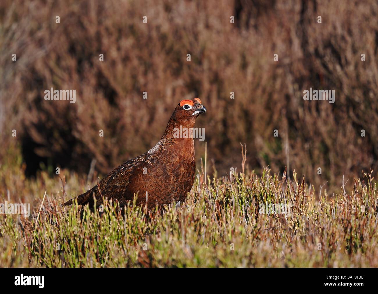 White leg feathers socks hi-res stock photography and images - Alamy