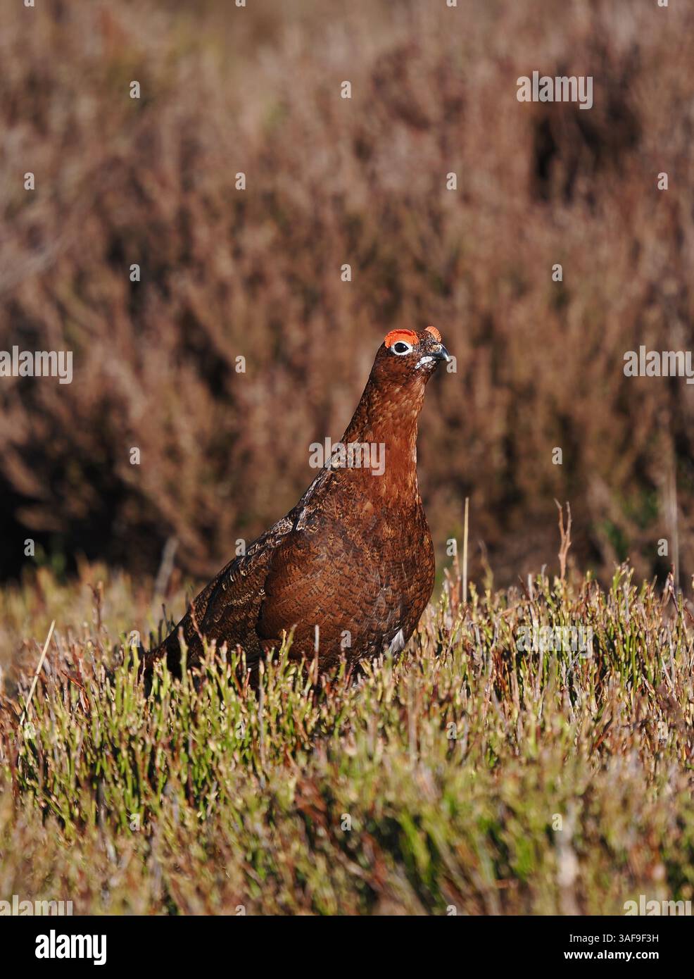 Red grouse on a moor in North Wales Stock Photo - Alamy