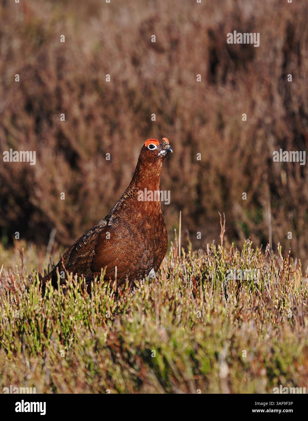 Red grouse on a moor in North Wales Stock Photo - Alamy