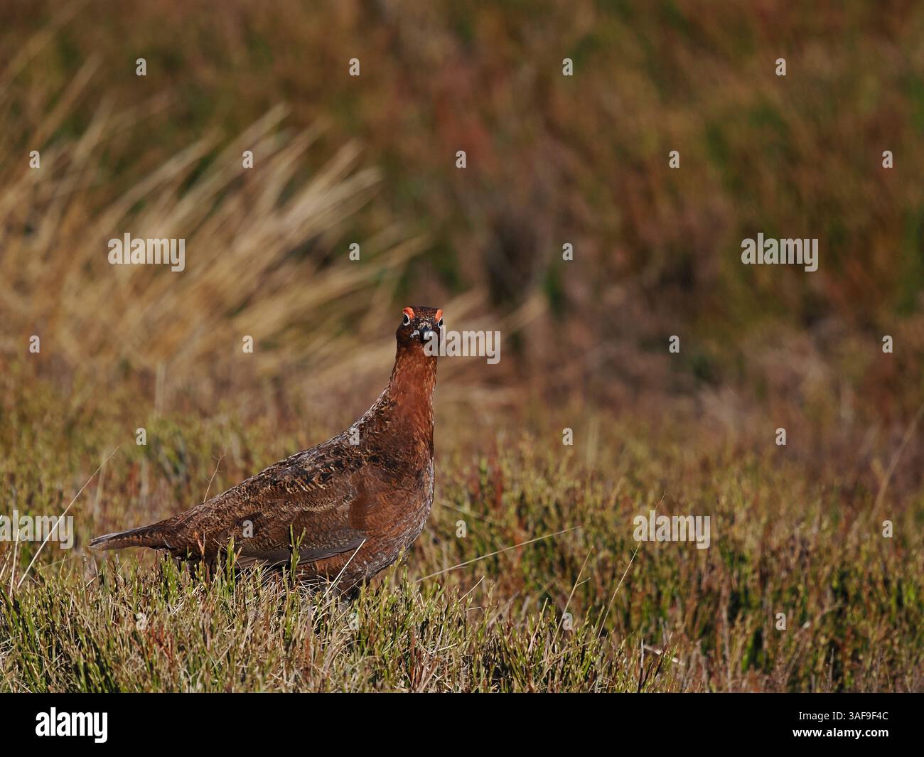 Red grouse on a moor in North Wales Stock Photo - Alamy
