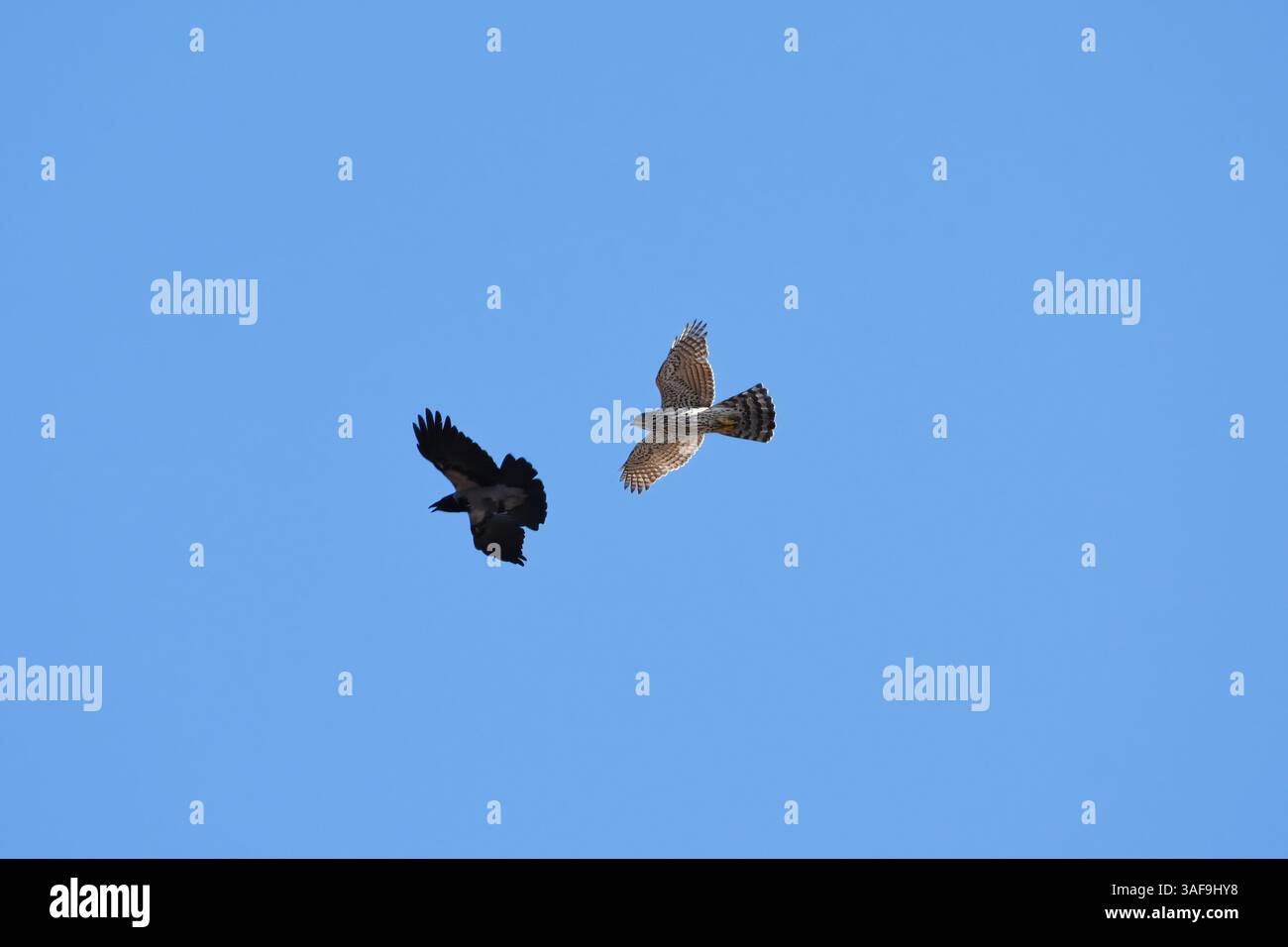 Northern goshawk (Accipiter gentilis) juvenile flying in the sky and ...
