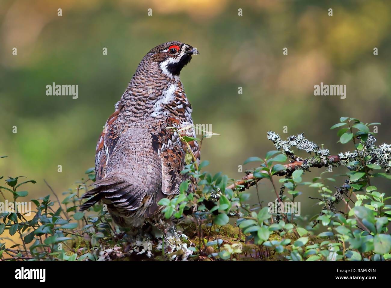 Hazel grouse (Tetrastes bonasia male) in spring Stock Photo - Alamy
