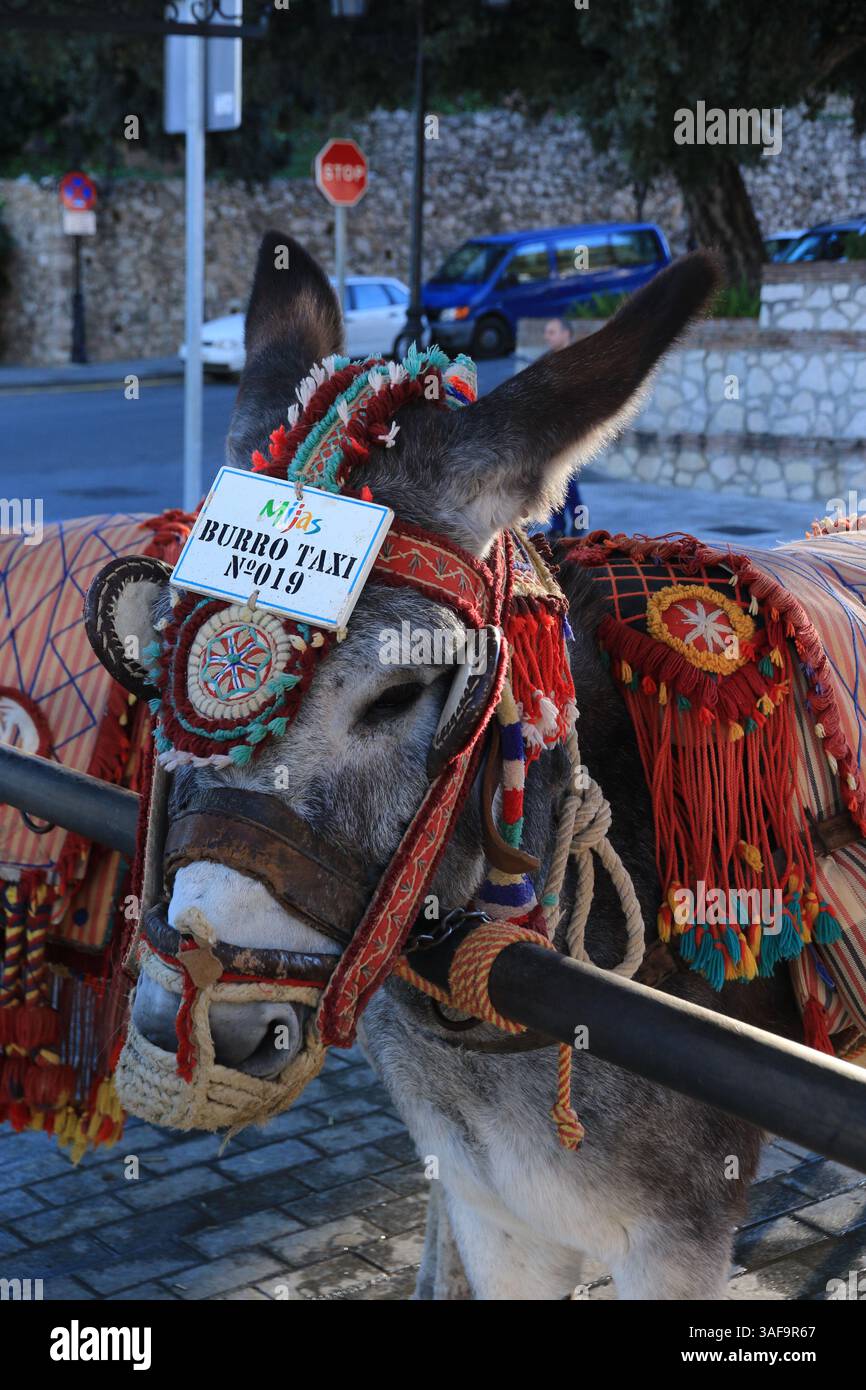 Spanish donkey hi-res stock photography and images - Alamy