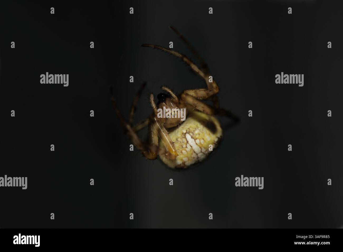 Araneus diadematus is commonly called the European garden spider ...