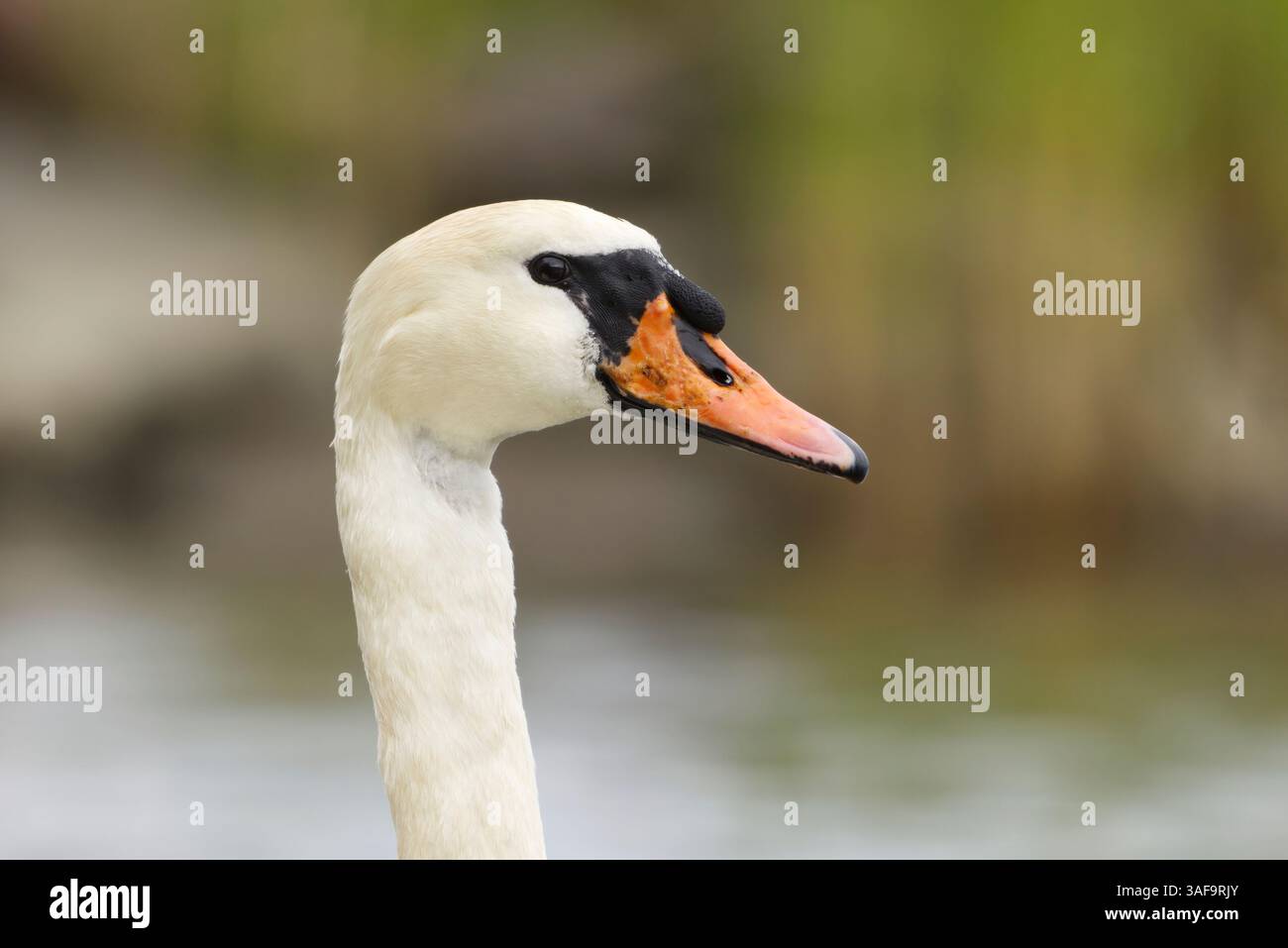 Mute swan (Cygnus olor) closeup with bite marks on the neck Stock Photo ...