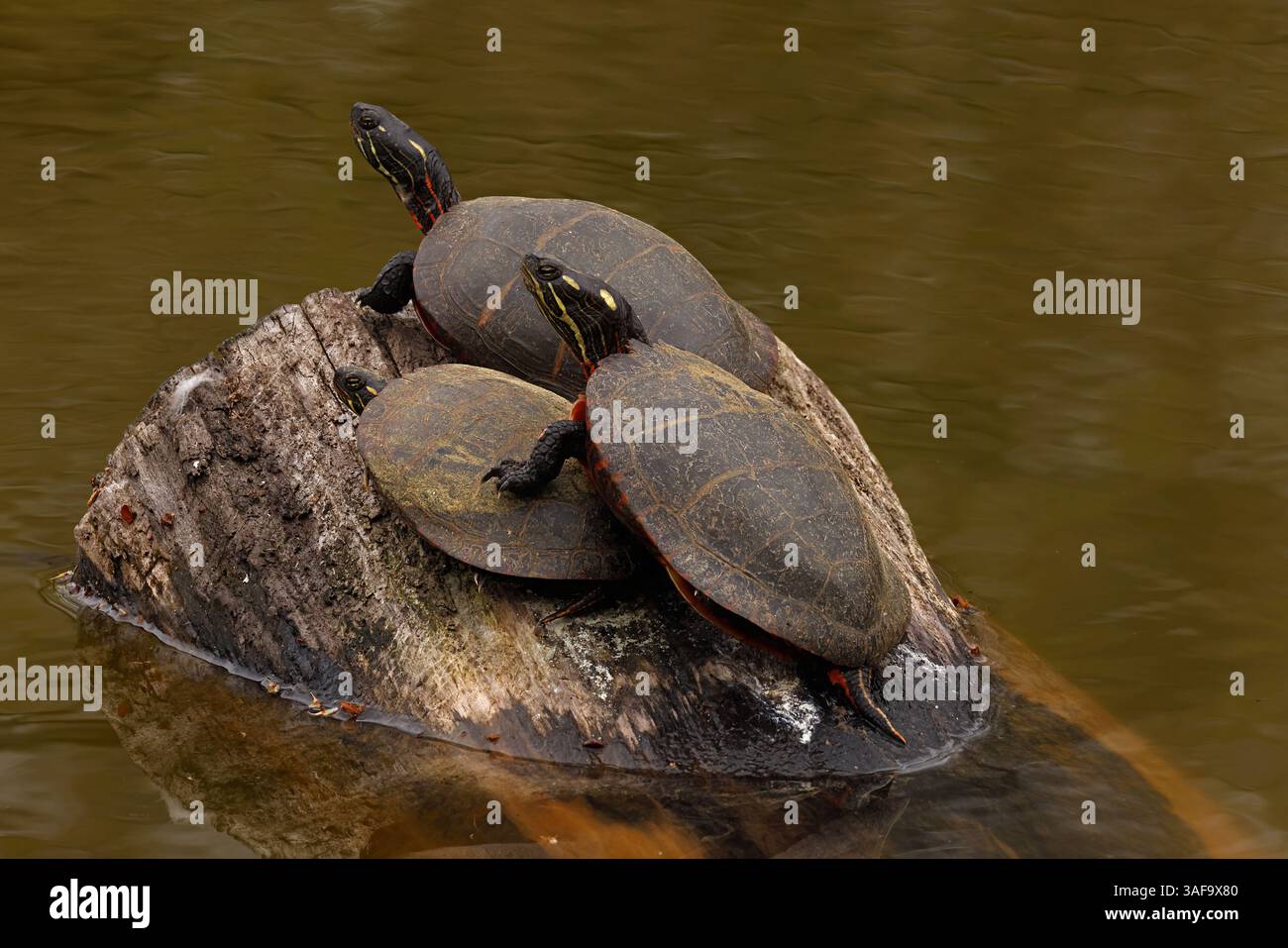 Painted turtles, Chrysemys scripta, basking on log, Maryland Stock ...
