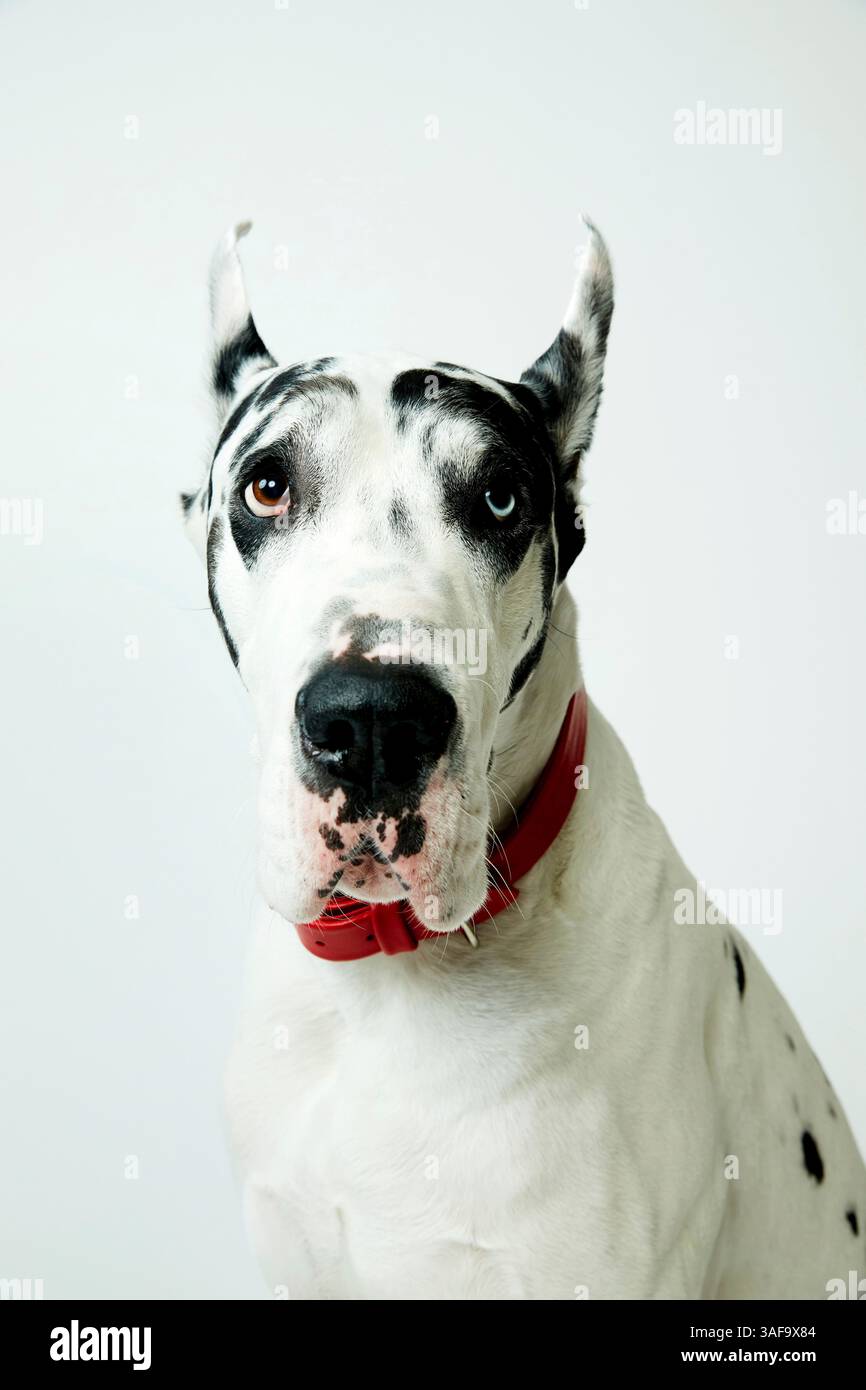 Bing, a Great Dane from the film "The Friend," poses for a portrait in ...