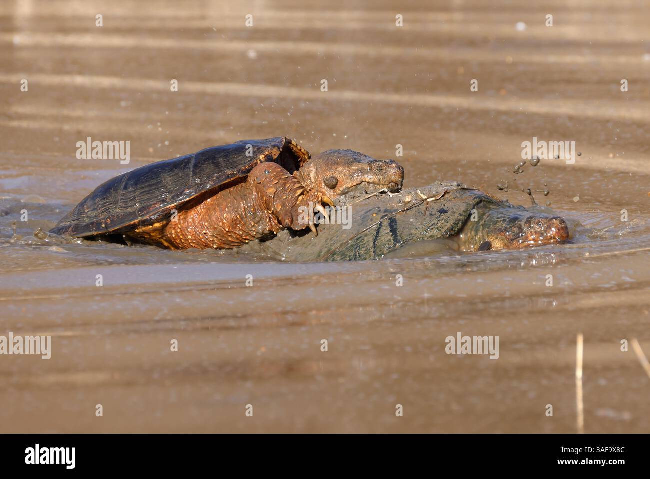 Snapping turtles, Chelydra serpentina, mating, Maryland Stock Photo - Alamy