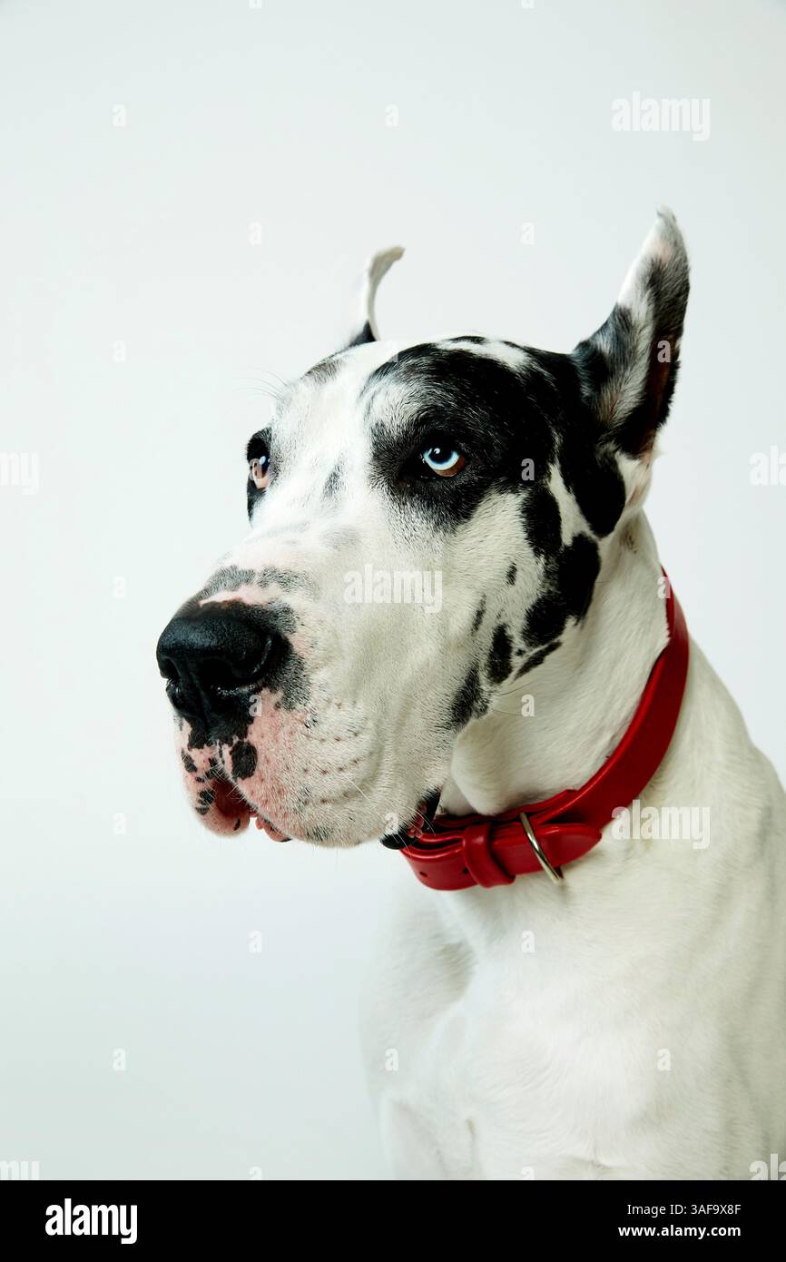 Bing, a Great Dane from the film "The Friend," poses for a portrait in ...