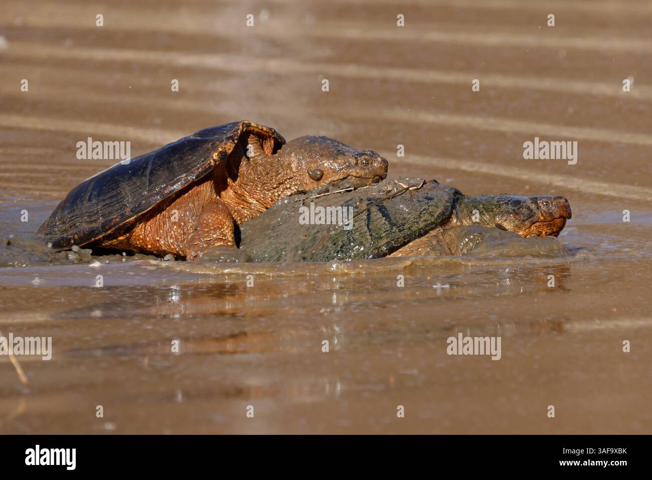 Snapping turtles, Chelydra serpentina, mating, Maryland Stock Photo - Alamy