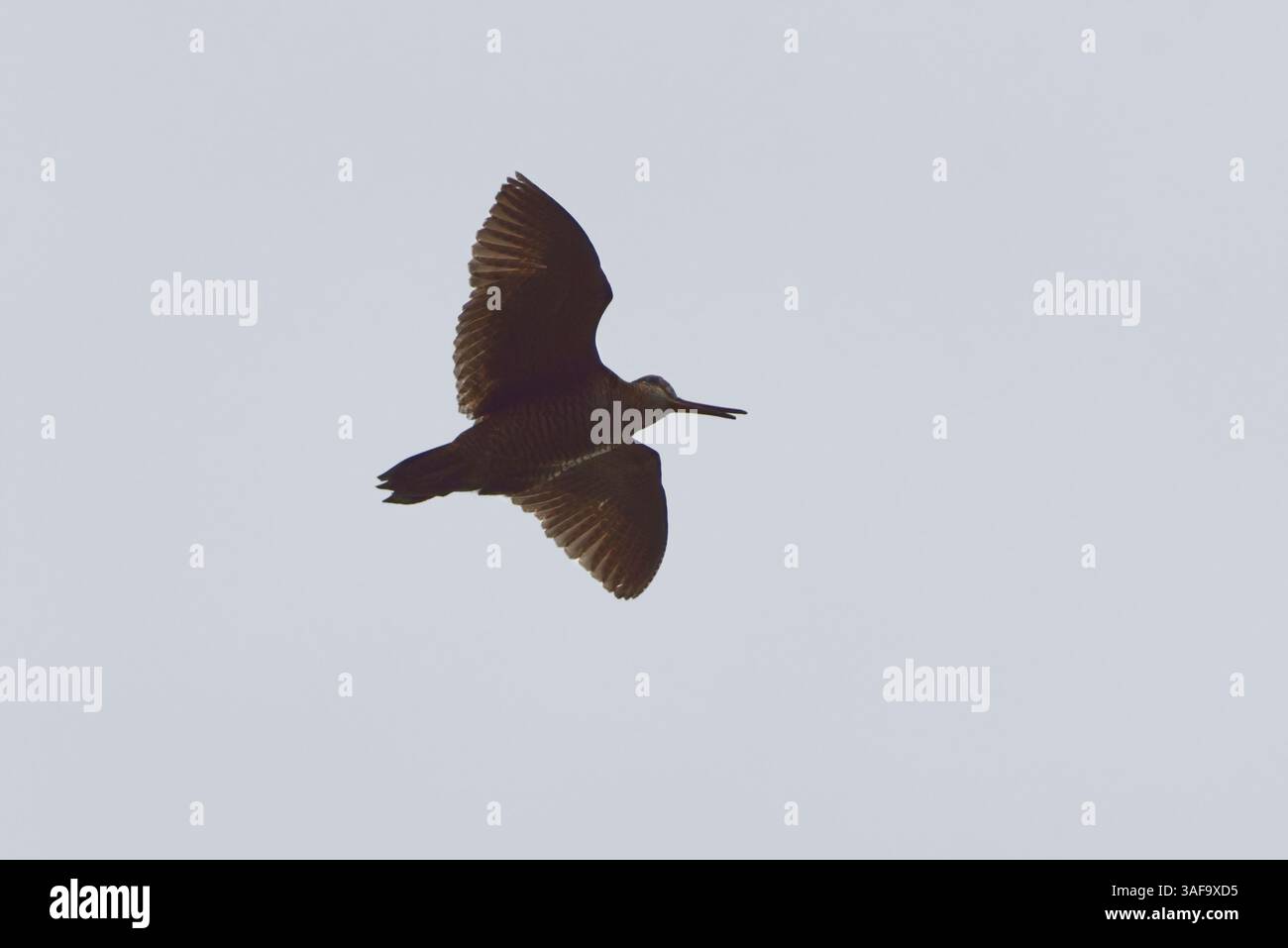 Eurasian woodcock scolopax rusticola in hi-res stock photography and ...