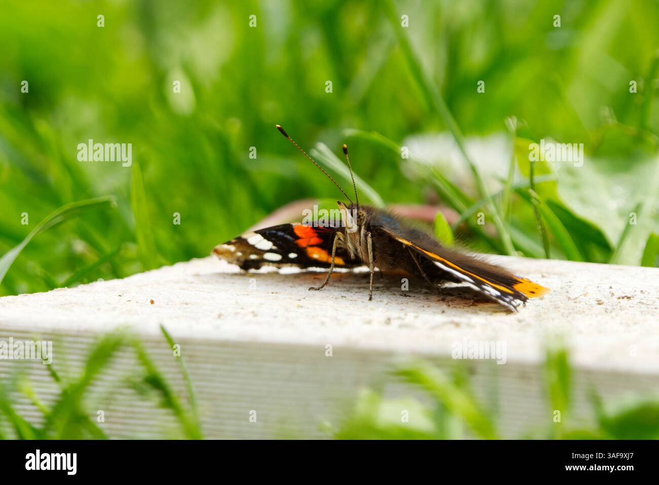 Red admiral or, previously, the red admirable (Vanessa atalanta) at eye ...