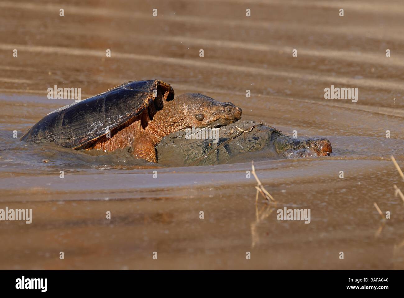 Snapping turtles, Chelydra serpentina, mating, Maryland Stock Photo - Alamy