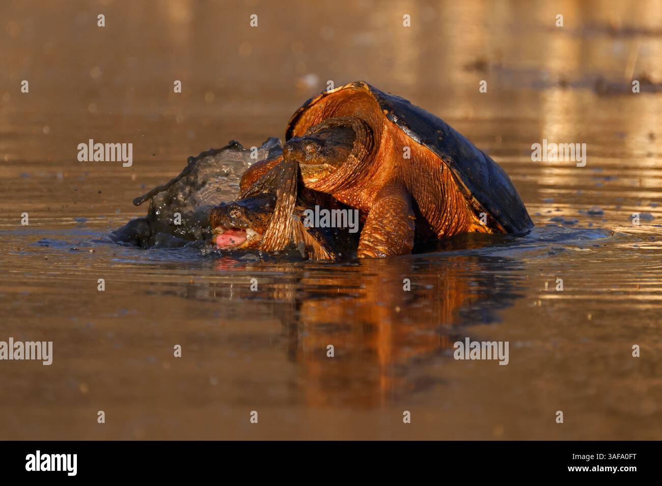 Snapping turtles, Chelydra serpentina, mating, Maryland Stock Photo - Alamy