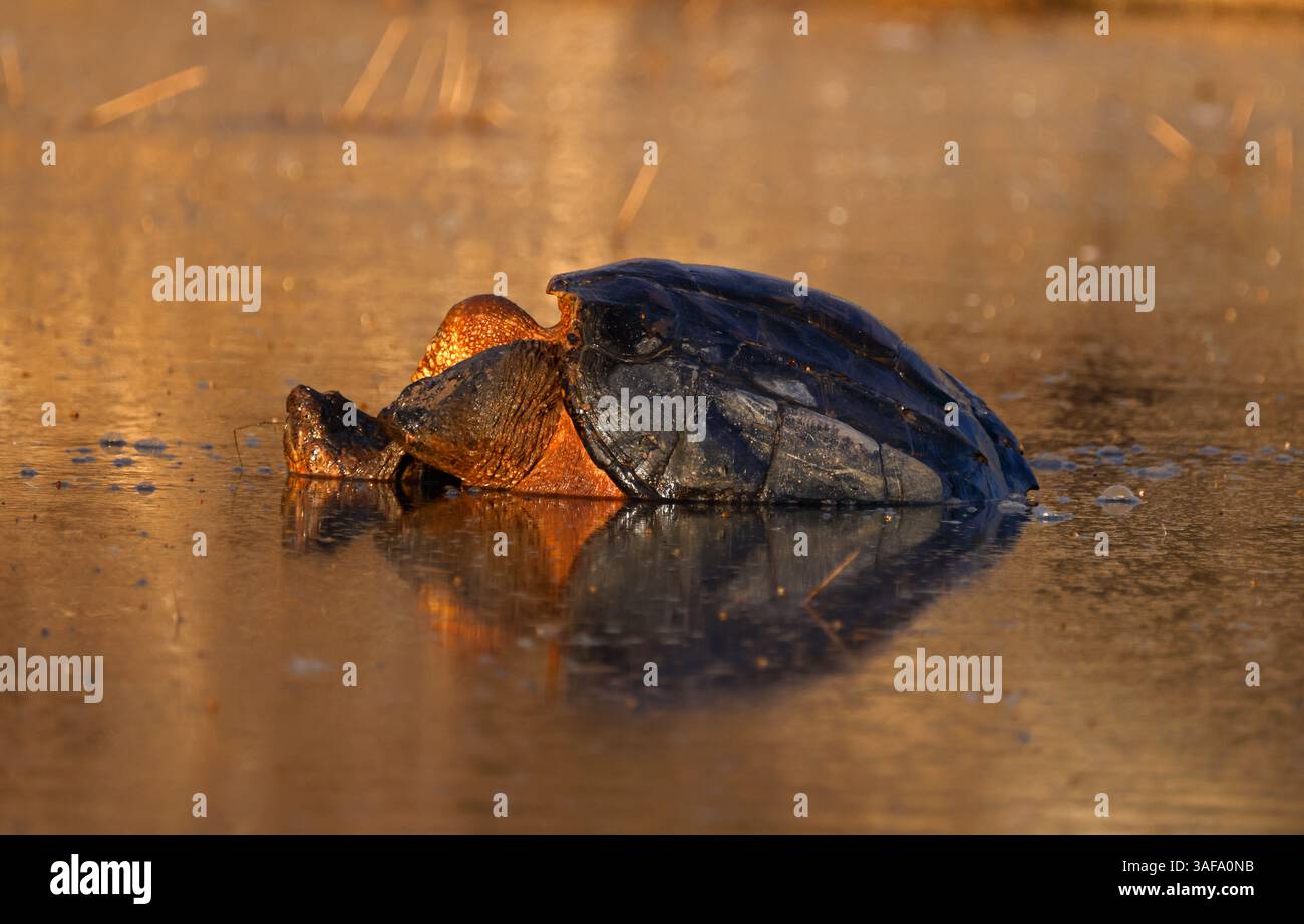 Snapping turtles, Chelydra serpentina, mating, Maryland Stock Photo - Alamy