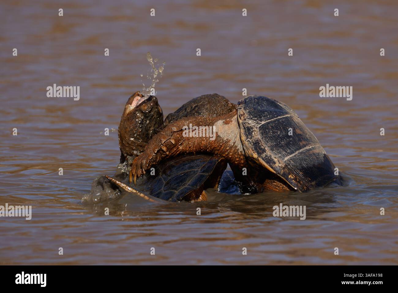 Snapping turtles, Chelydra serpentina, mating, Maryland Stock Photo - Alamy