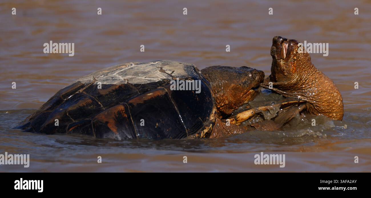 Snapping turtles, Chelydra serpentina, mating, Maryland Stock Photo - Alamy