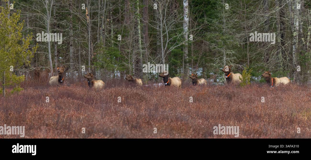 Elk on an April evening in the Clam Lake area of northern Wisconsin ...