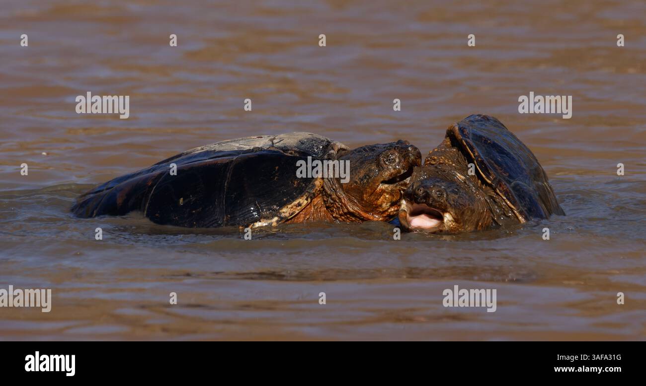 Snapping turtles, Chelydra serpentina, mating, Maryland Stock Photo - Alamy