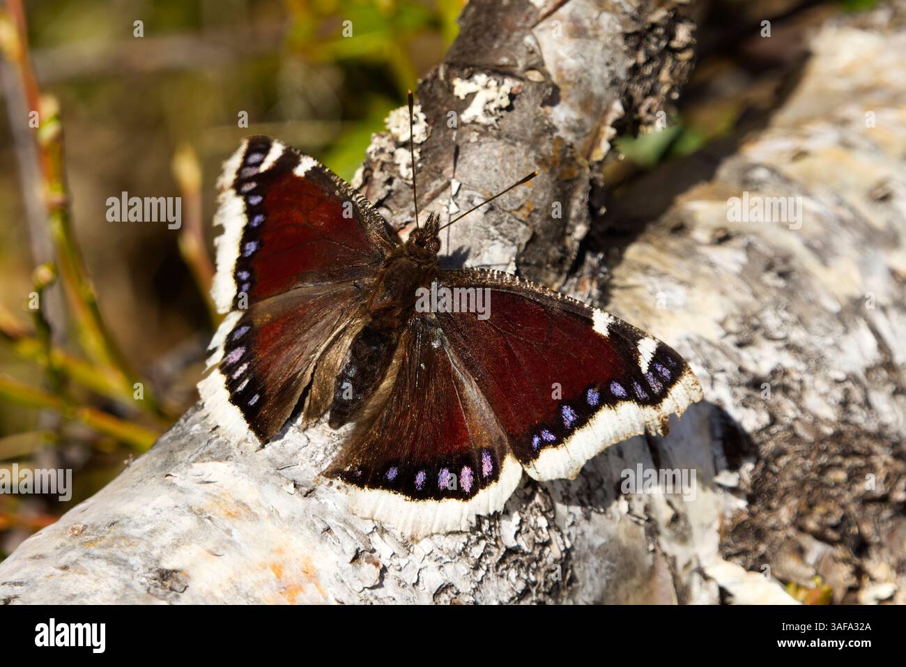 Mourning cloak (Nymphalis antiopa) butterfly resting on a log Stock ...
