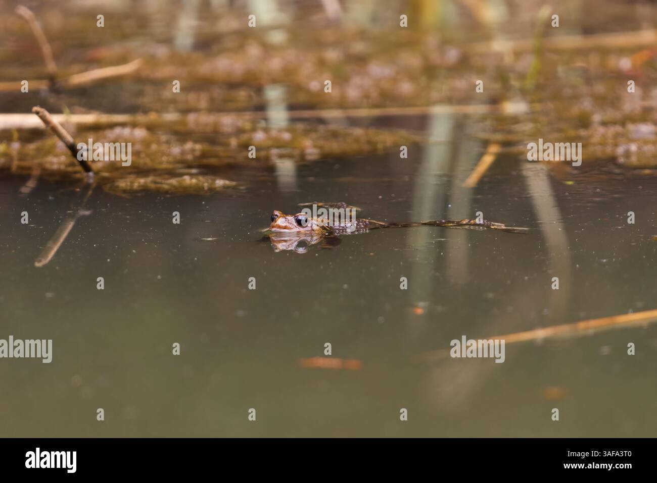 Common toad, European toad, or a toad (bufo bufo) floating in the water Stock Photo - Alamy