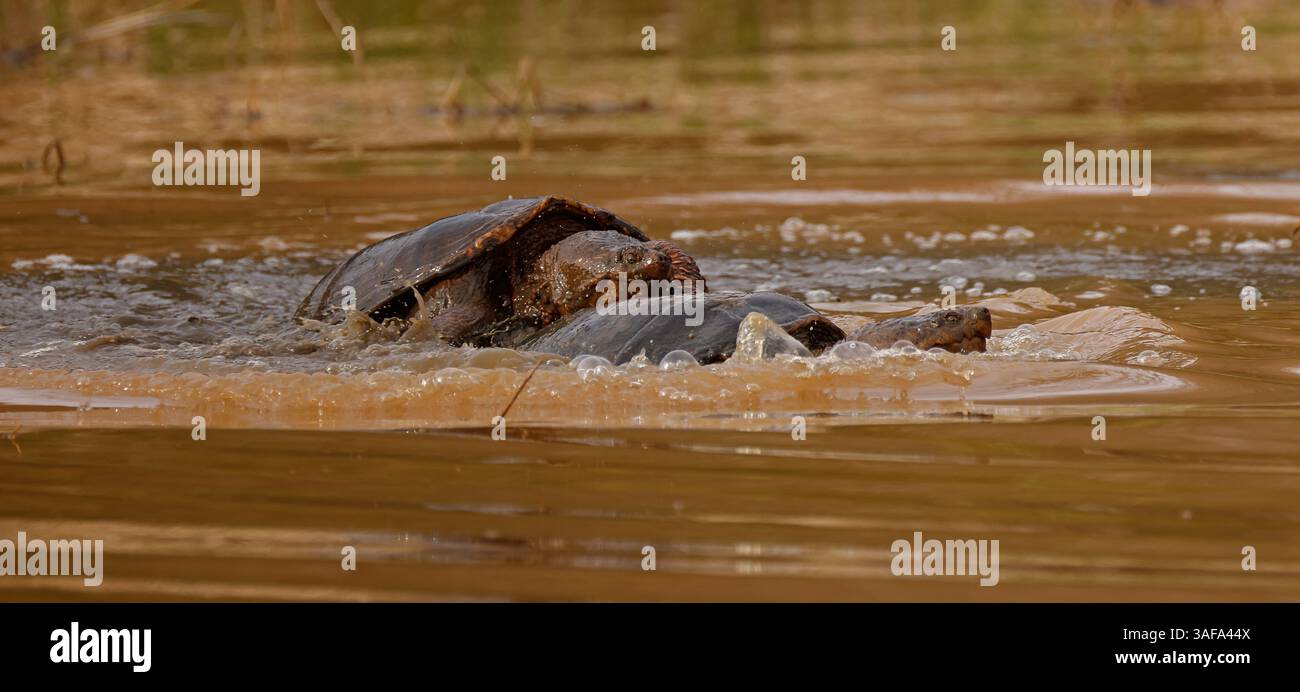 Snapping turtles, Chelydra serpentina, mating, Maryland Stock Photo - Alamy