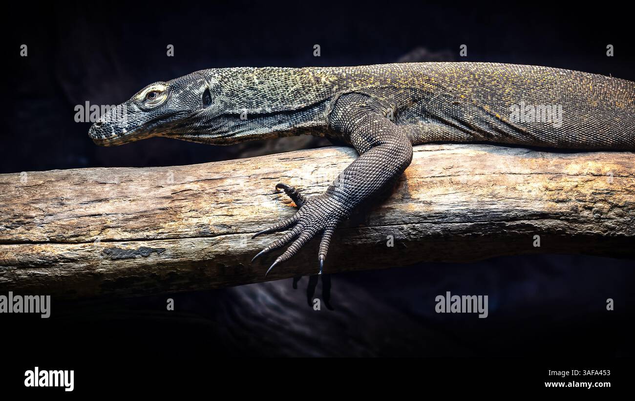 Komodo Dragon. Largest and heaviest of all lizards Stock Photo - Alamy