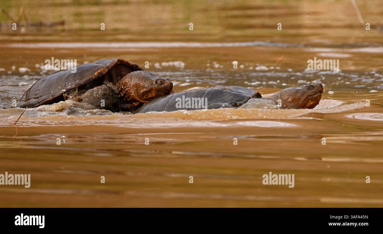 Snapping turtles, Chelydra serpentina, mating, Maryland Stock Photo - Alamy